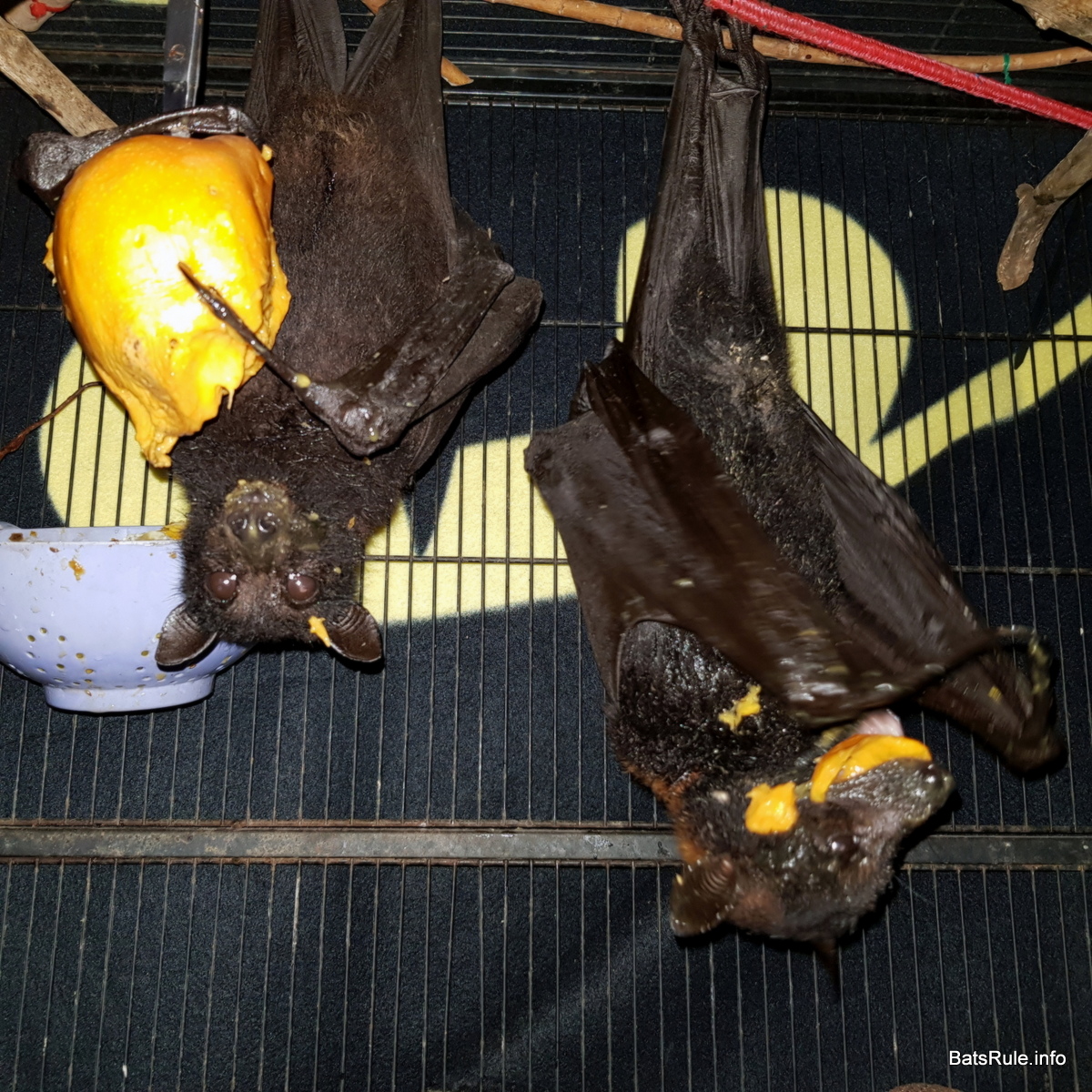 Rehab | Megabat black female malnutrition and black female updates