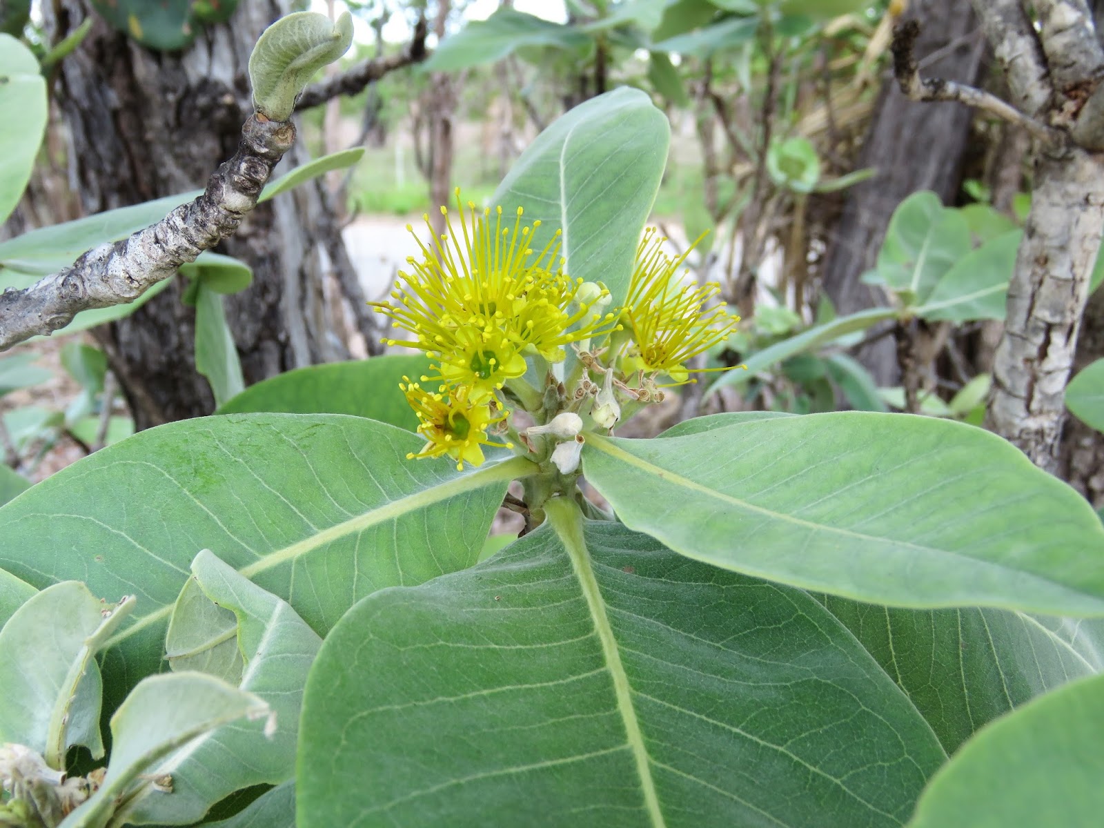 Xanthostemon is a hot plant