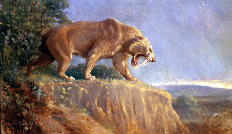 Erin's Blog: Smilodon