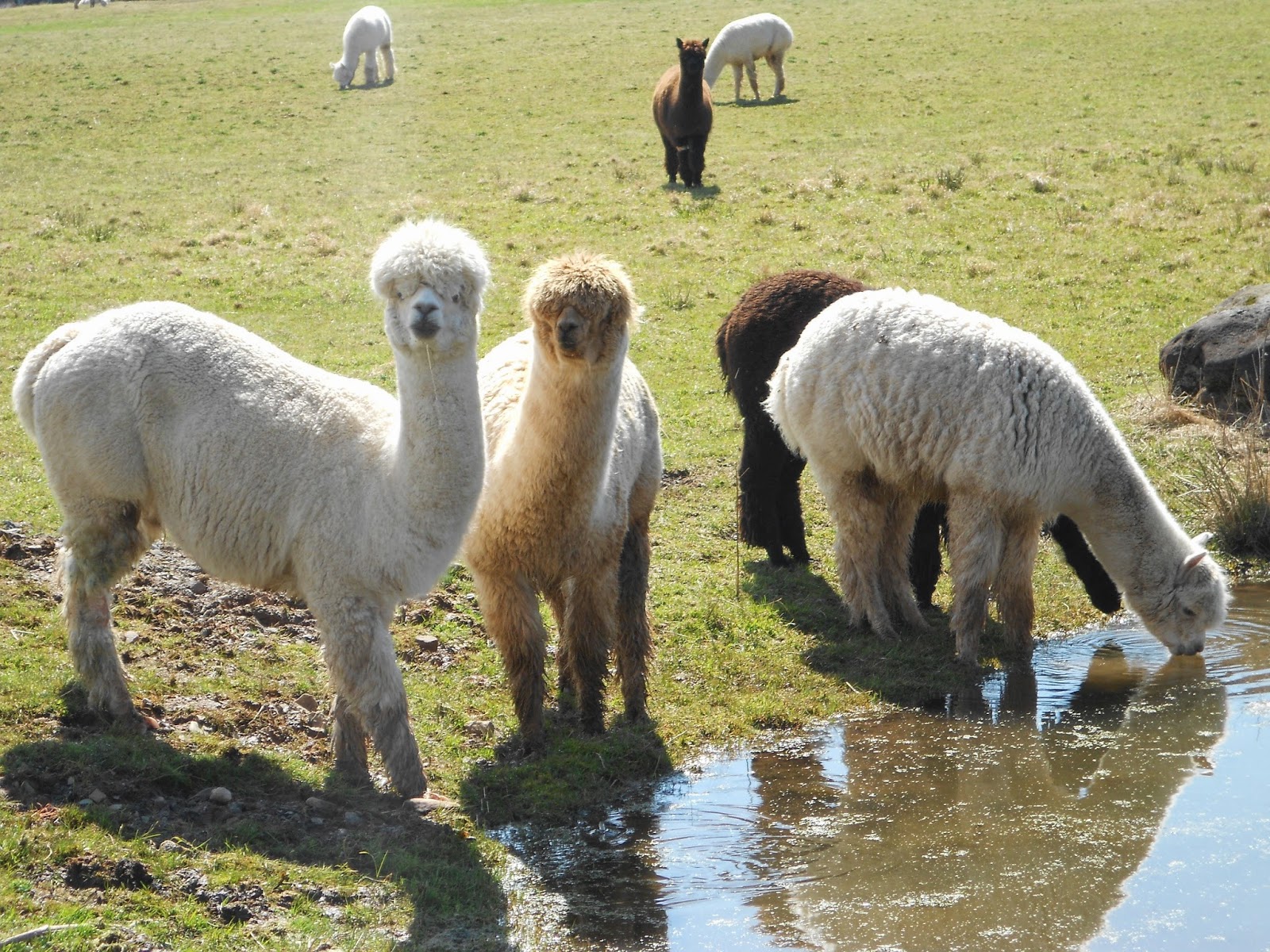 Rocaro Alpacas - a new adventure in farming