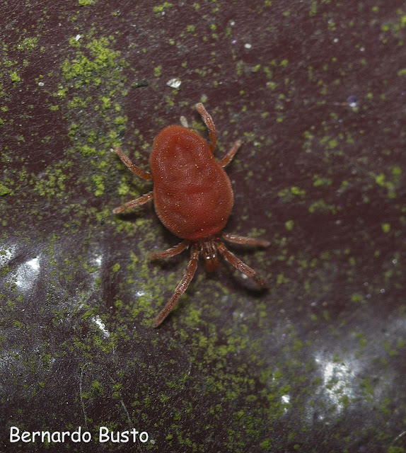 RÍA DE LA VILLA: Ácaro de terciopelo