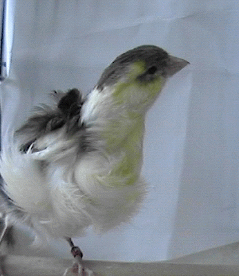 LOS CANARIOS DE POSTURA: Canarios Rizados (1)