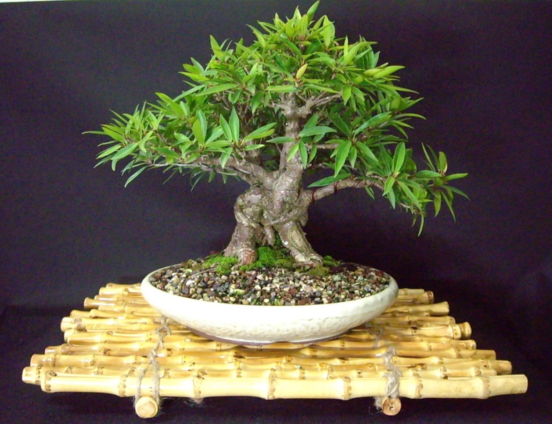 ARTE BONSAI: BASE PARA BONSAI BUENA IDEA.....