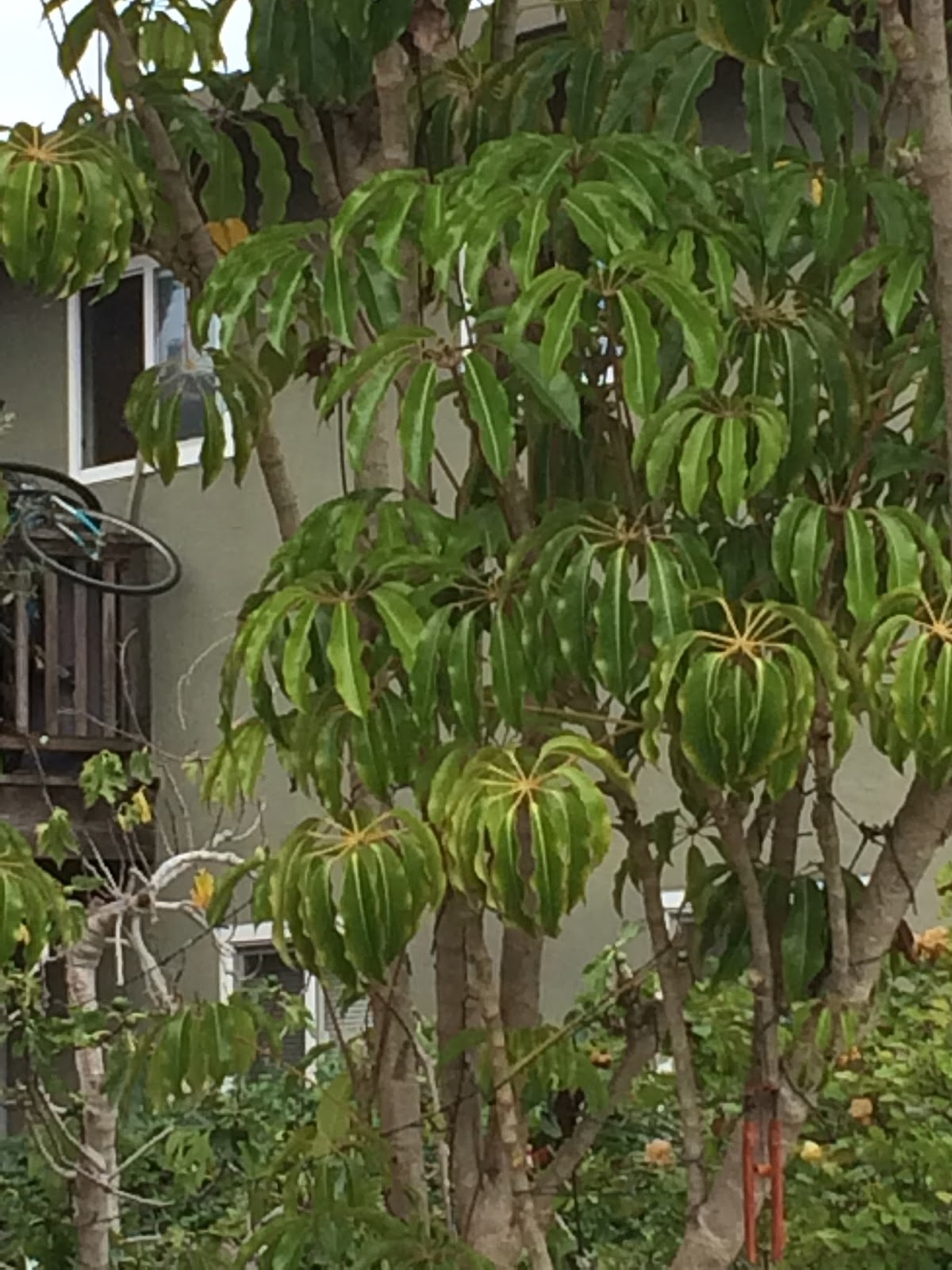 Trees of Santa Cruz County: Schefflera pueckleri - Mallet Flower