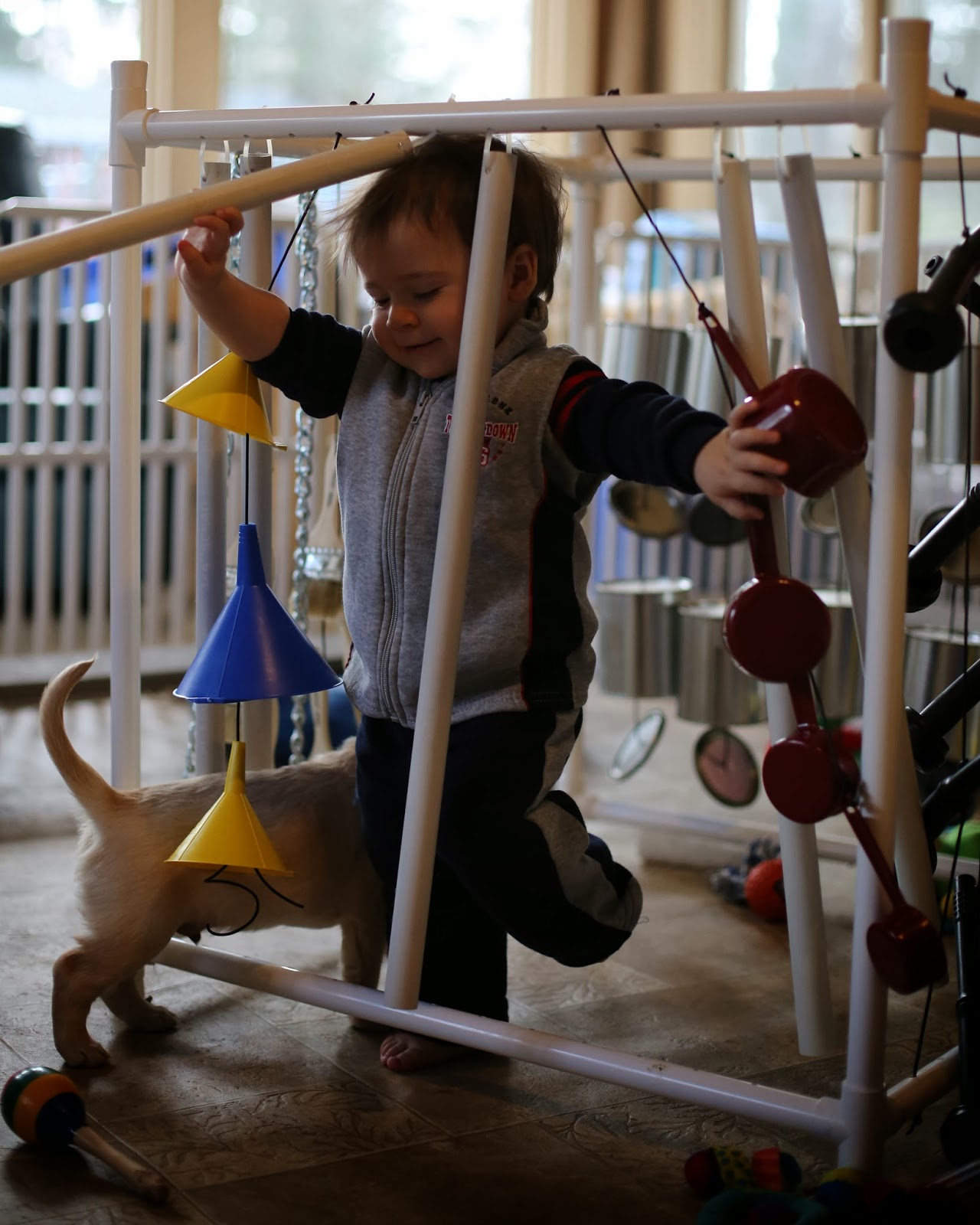 Gaylan's Golden Retrievers: Avidog's Adventure Box - Puppy Tested - Kid ...