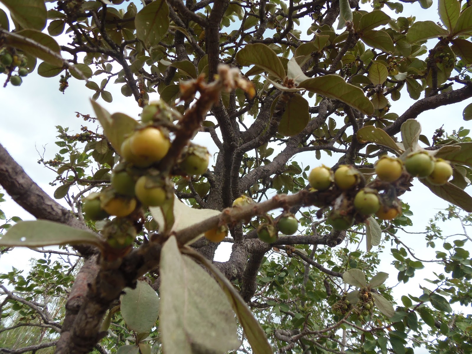 natureza selvagem: Murici-doce