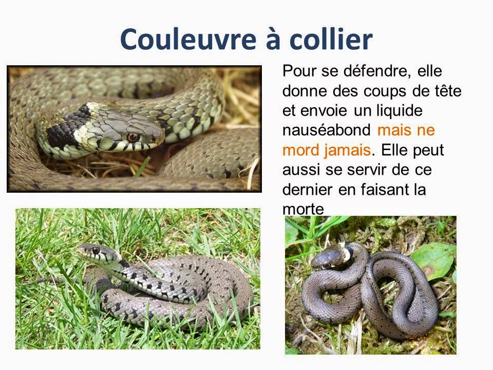 Faune Flore d'Ul: Reconnaître les serpents de France