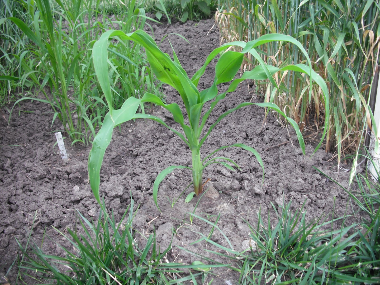 The Perennial Agriculturalist: the whole maize thing