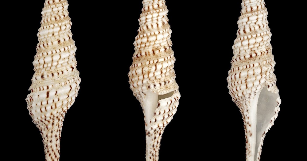 Catalogue of Organisms: Turridae