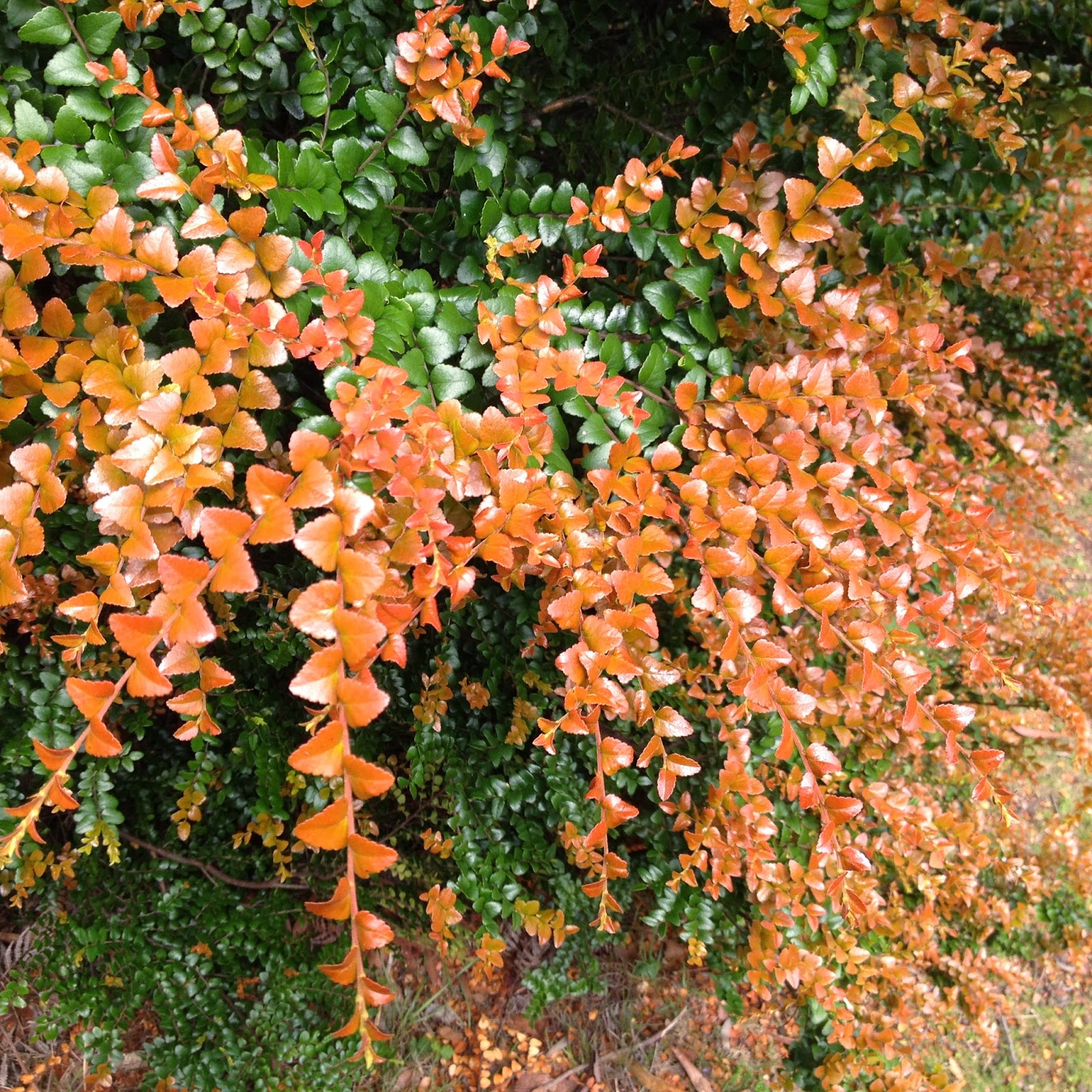 Swallows Nest Farm: Myrtle Beech Foliage - Nothofagus Cunninghamii