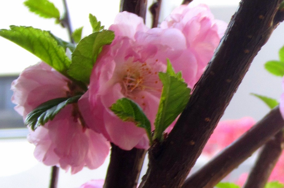 X-faktor: ROSA- Gutta tar fargen tilbake!