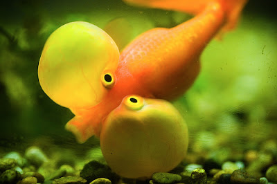 Funny Fish | Unique News