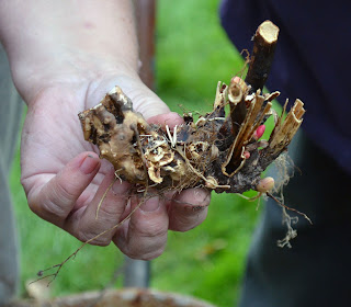 Ranunkel i rabatten: Dela perenner - Pion