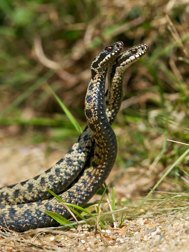 Matt's Photos: Dance of the Adders: 2014
