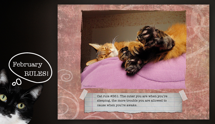 GLOGIRLY: Sparkle's Cat Rules For Humans To Live By - A Must Have Calendar