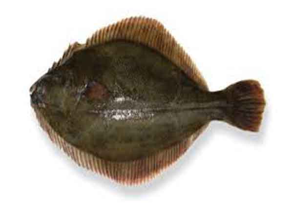 The best top 20 flounder fish images - flounder