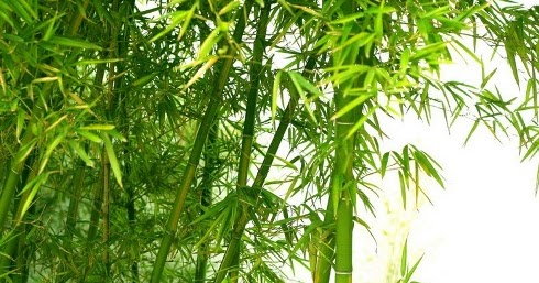 Learn from around: @Pohon Bambu