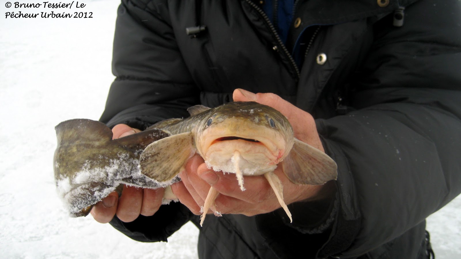 Le Pêcheur Urbain avec Bruno Tessier: La pêche à la lotte.