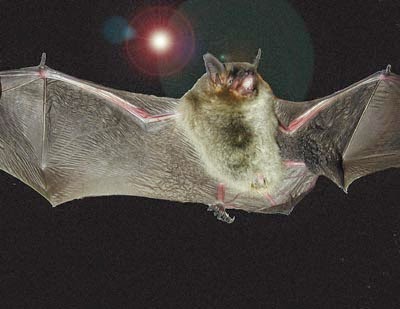 Springfield Plateau: Bats on Radar