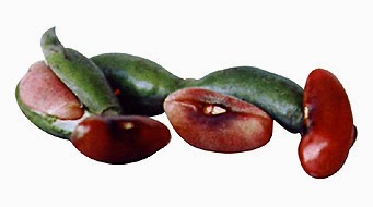 Frutas y Vegetales exóticos de América Latina. #herramientasve C104 ...