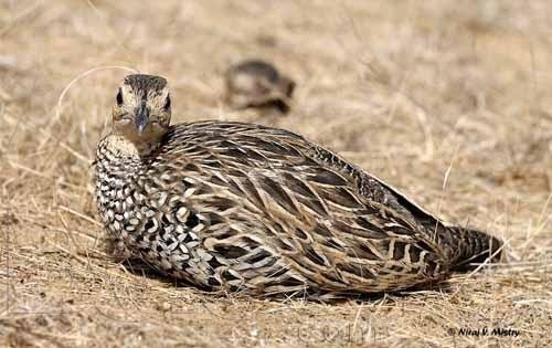 Beautiful Black Francolin/Kala Teetar