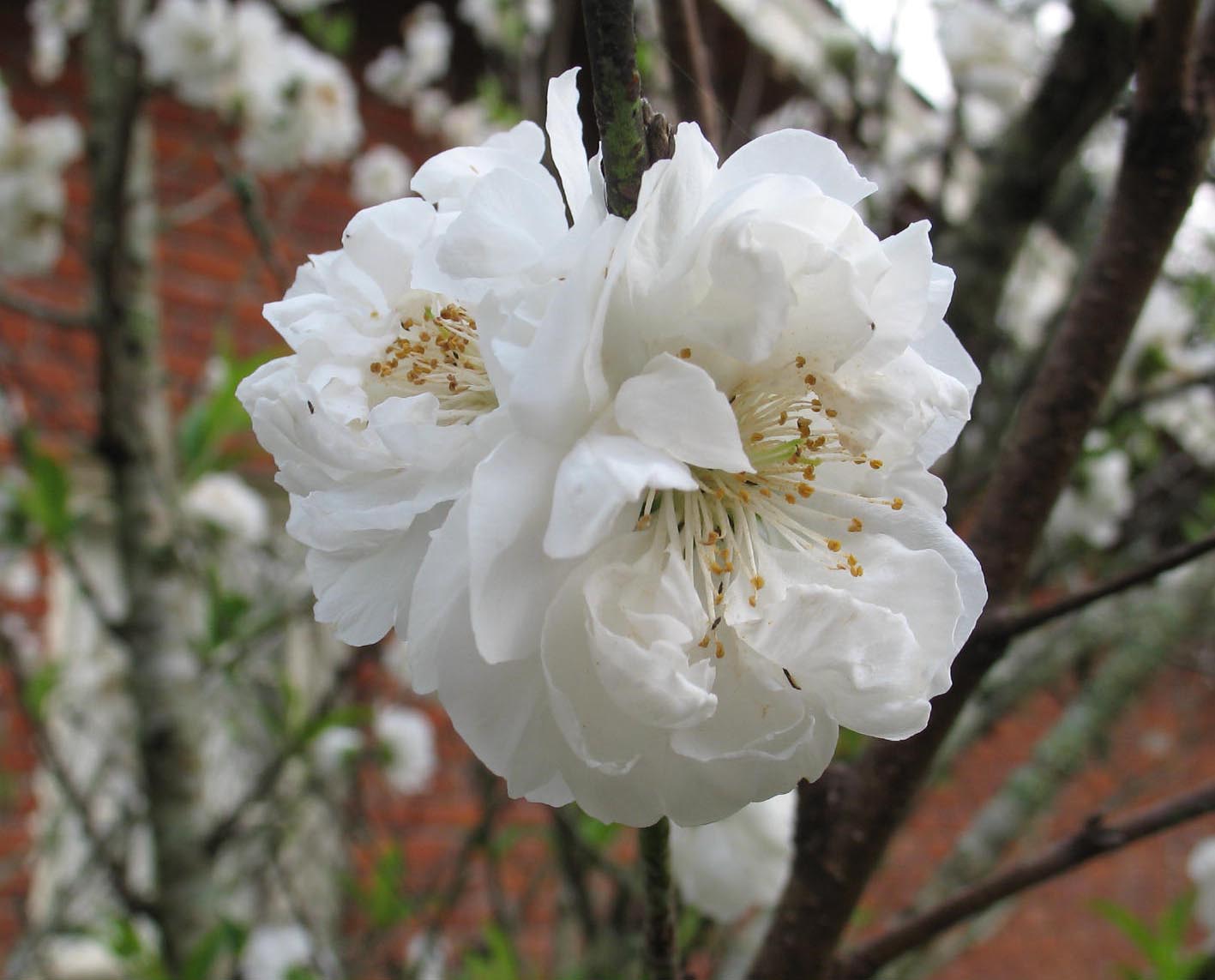 elarbolmiamigo-encinarosa: Prunus persica / Melocotonero / Duraznero ...