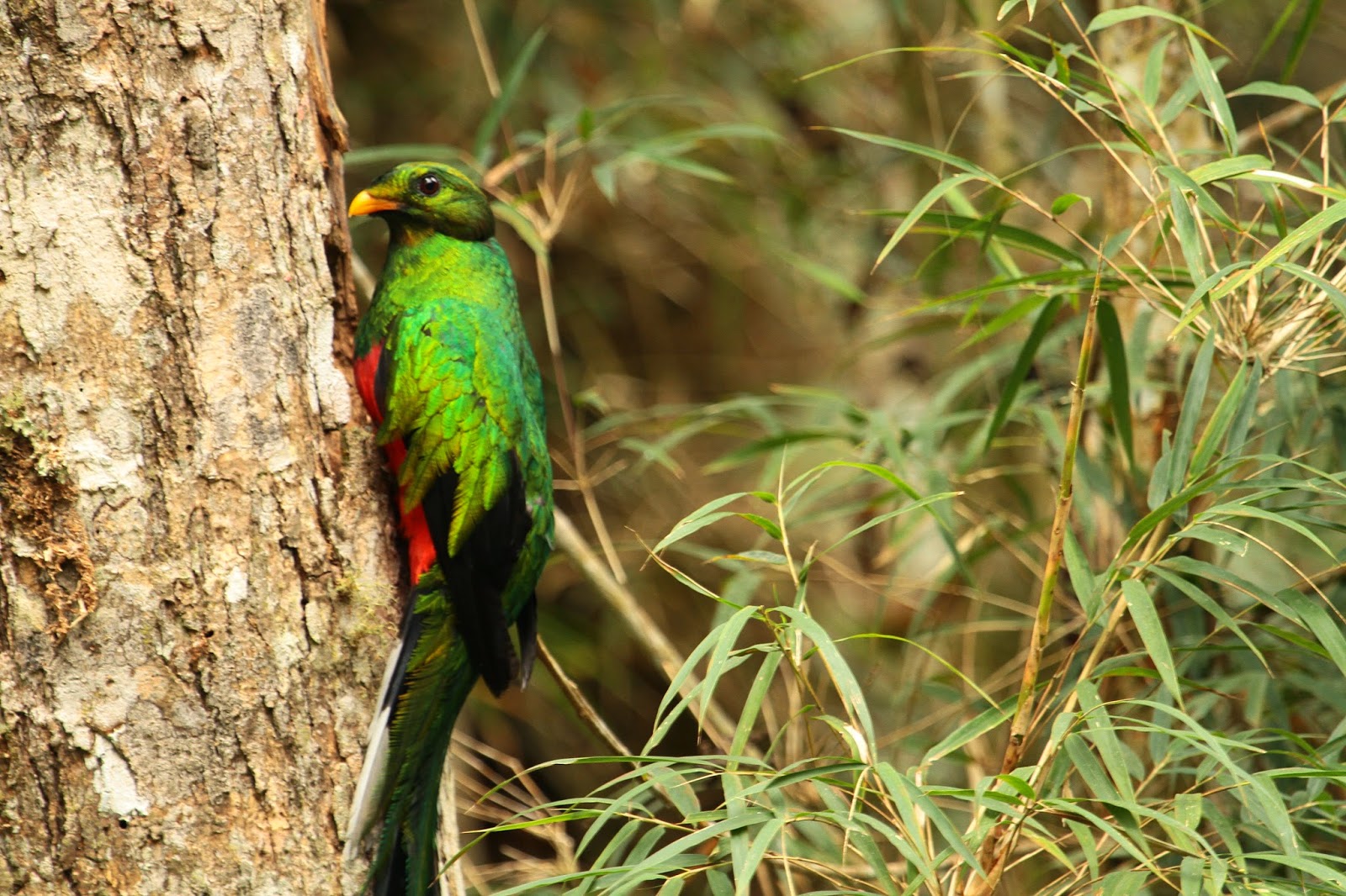 Nuestro bello mundo...: White-tipped Quetzal, male, Pharomachrus ...