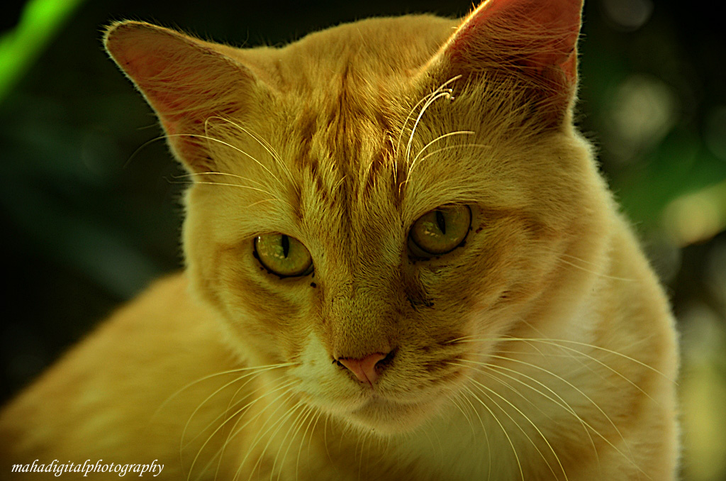My Nikon D7000 photography: Kucing