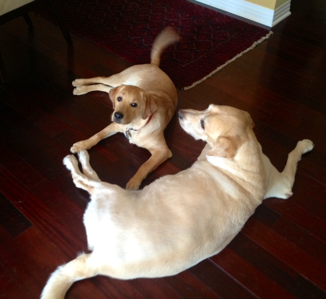 Poppy the Therapy Dog: Five Months of Poppy