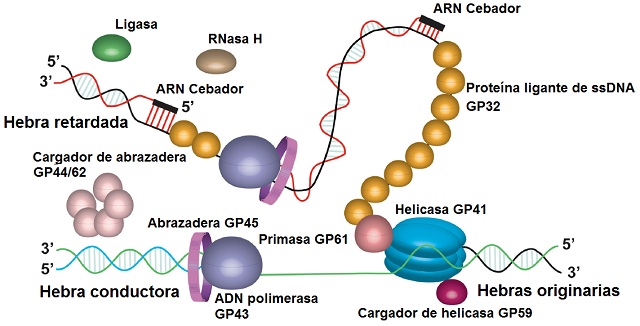 Perspectivas sobre la «capacidad mecánica» de la replicación del ADN ...