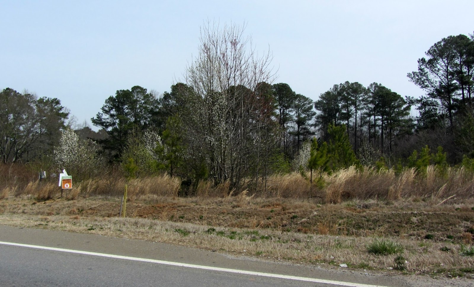 Using Georgia Native Plants: Roadsides: Trash or Treasure?