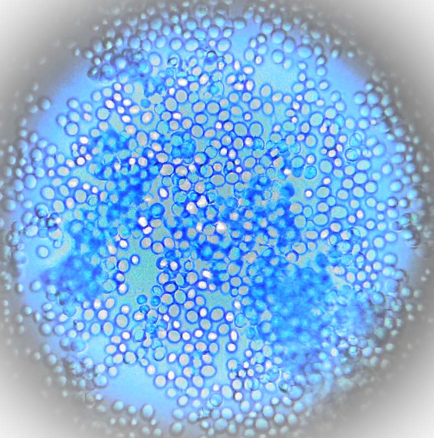 Naturalism The Eighth Sense Have You Watched Yeast Cells Growing And Dividing In The Process