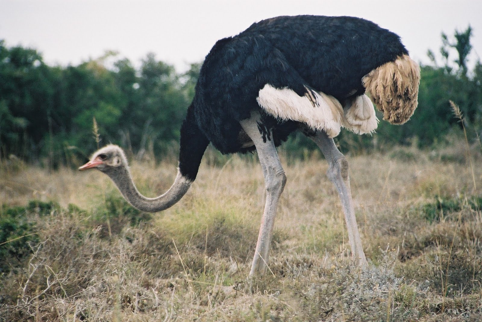 ANIMAL WORLD TokTil: Animal World - All About Ostrich