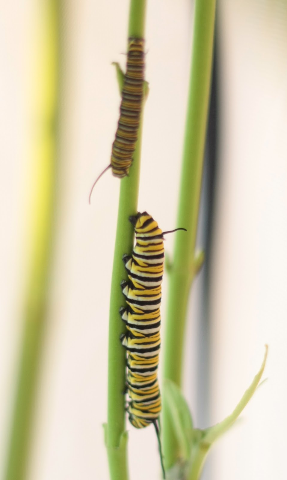 This Journey: Callapitters