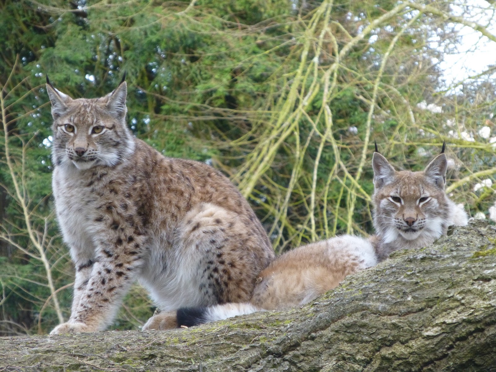 Wildwood Trust: Lynx Set to Rewild Devon