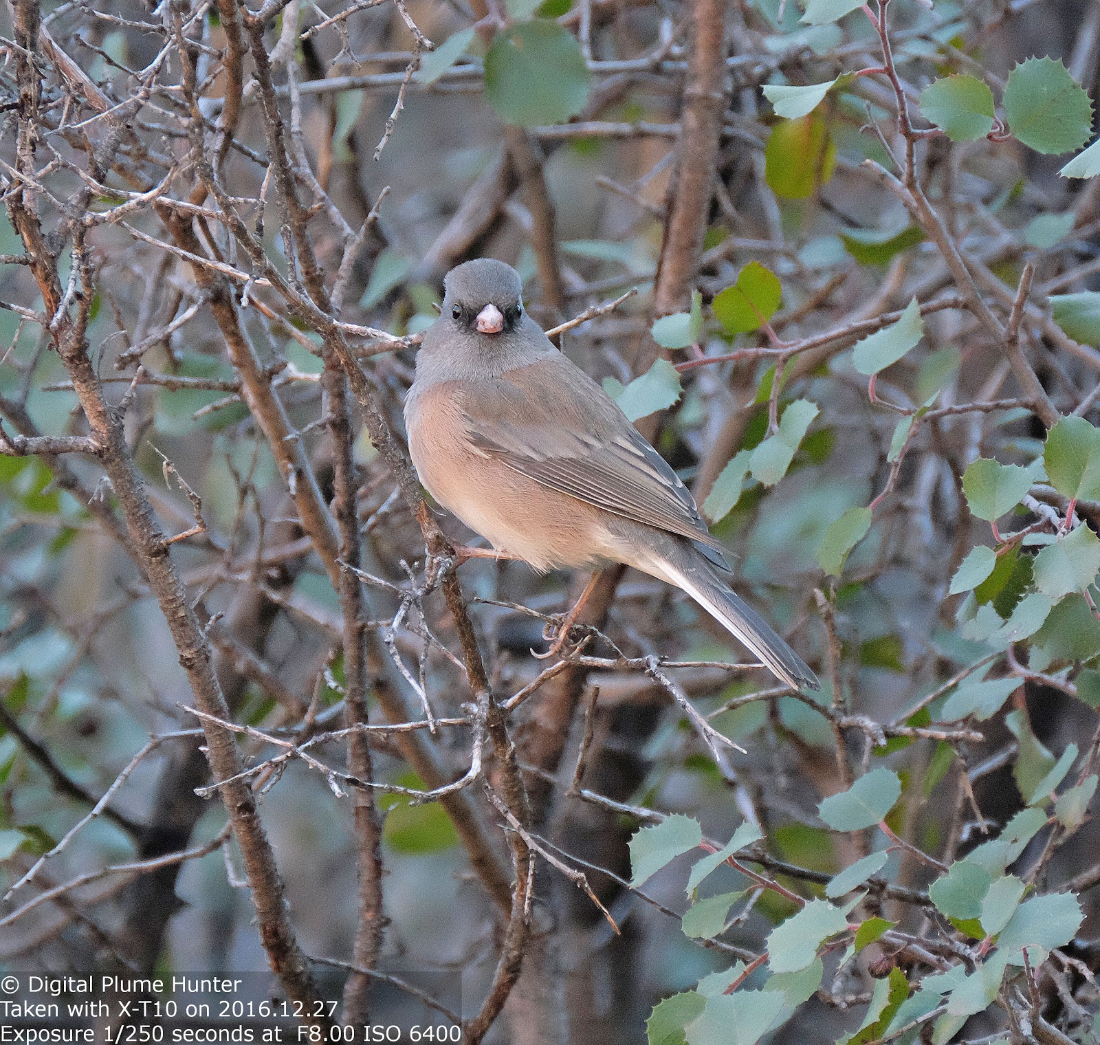 Hunting Digital Plumes in the US and Beyond: Spectacular Sparrows of ...