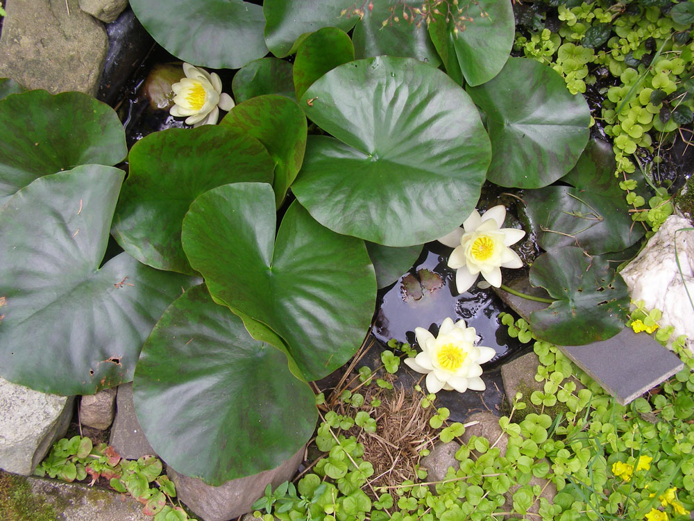 words and ideas, poetry and images: Waterlilies. Poem. Airborne?