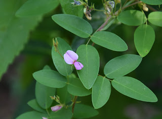 Using Georgia Native Plants: Twining Peas