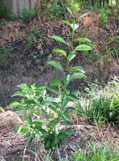 Tim's Backyard: Changsha Mandarins: Their Fruit and Their Pests