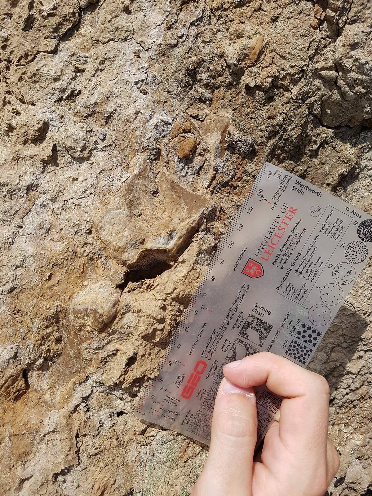 The Palaeo Post: The Thames Group of Whitecliff Bay