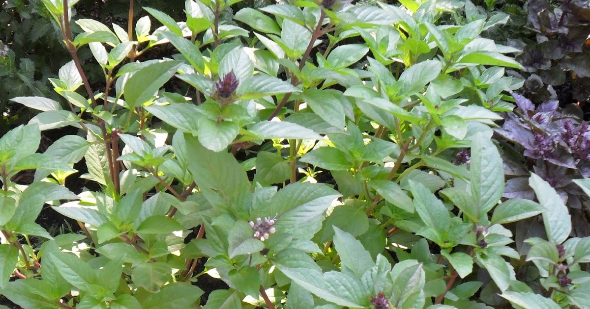 Backyard Patch Herbal Blog: Herb of the Week - Cinnamon Basil