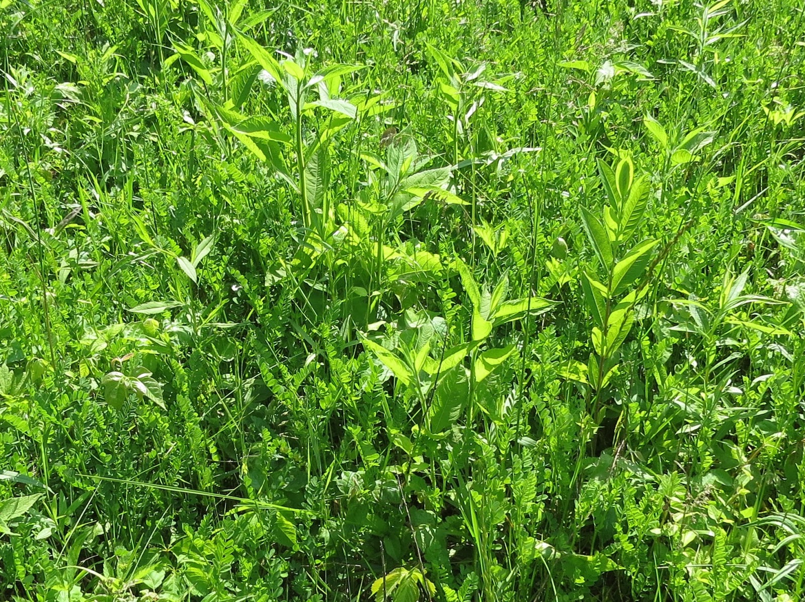 Blue Jay Barrens: Invasive Control - Crown Vetch