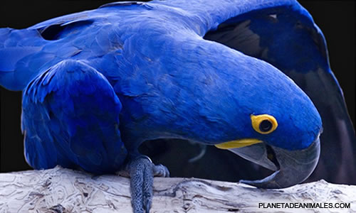 Animales azules - Imagui