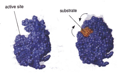 The Work Mechanism of Enzyme - New Science Biology