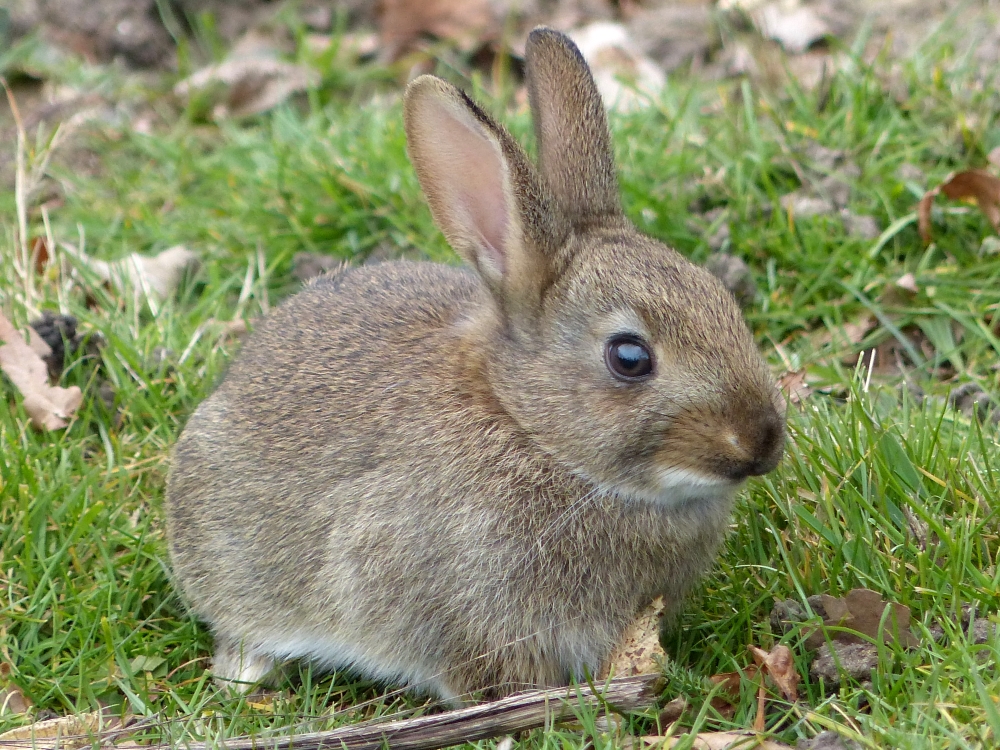 Kensington Gardens and Hyde Park birds