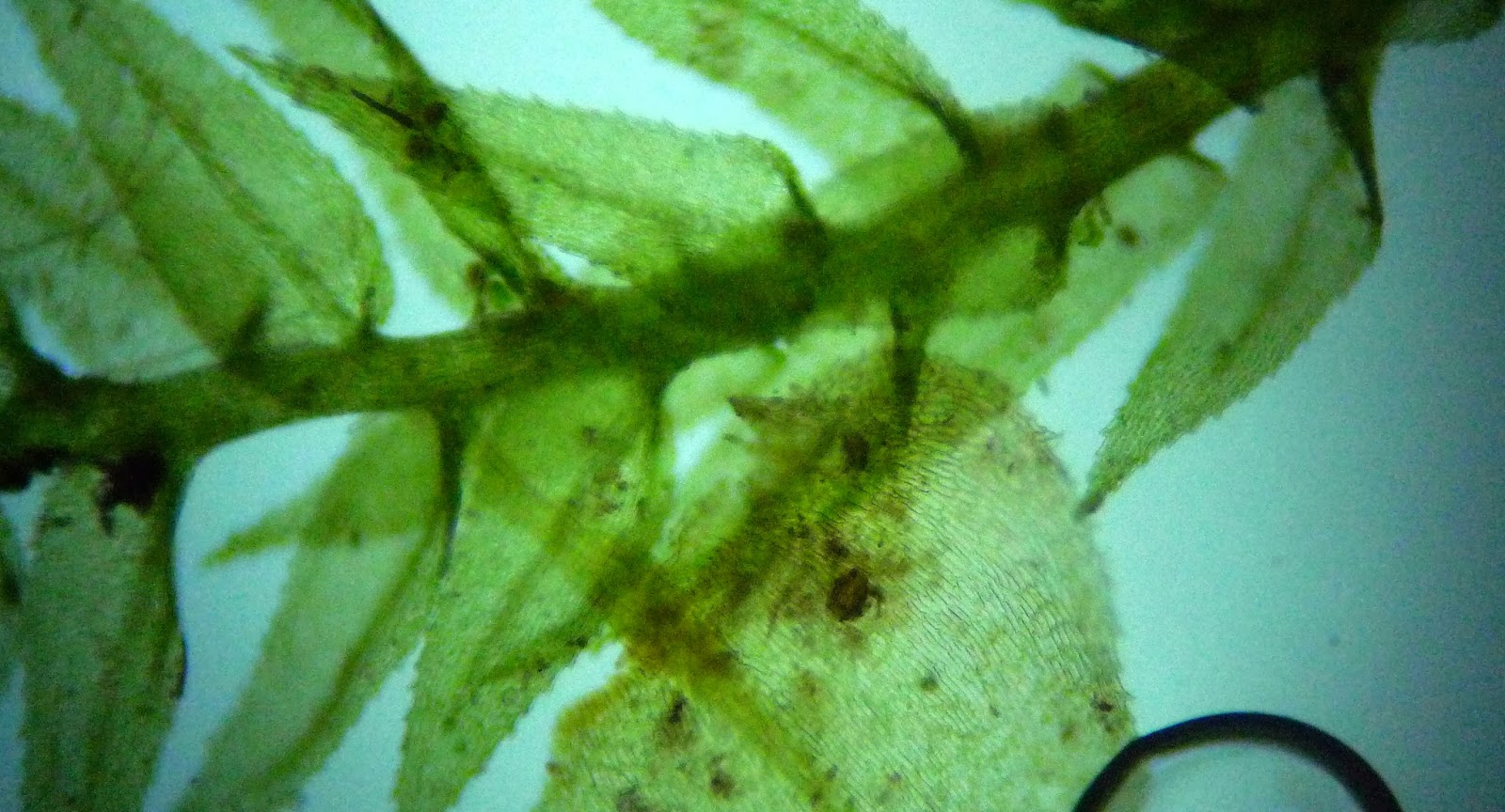 Cataloguing Cullaloe: New species add - Amblystegium serpens, Creeping ...