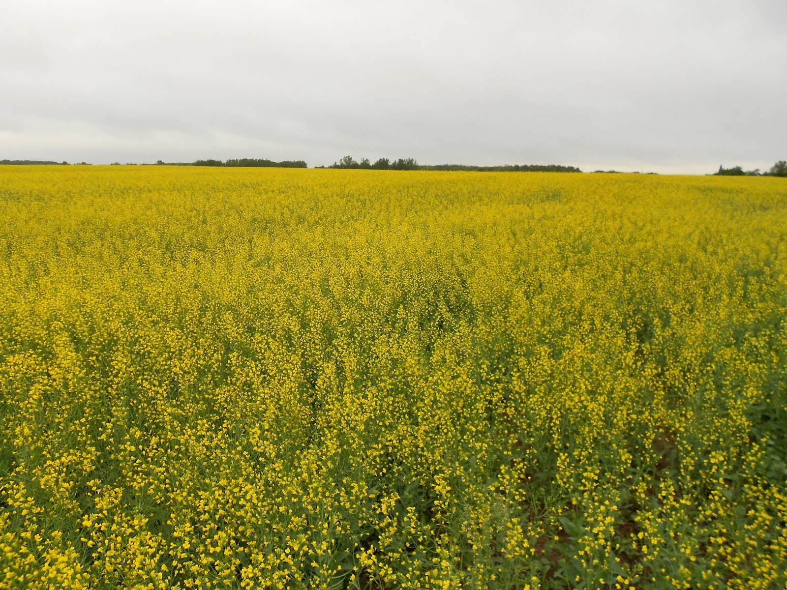 Kernels of Hope: July 2012