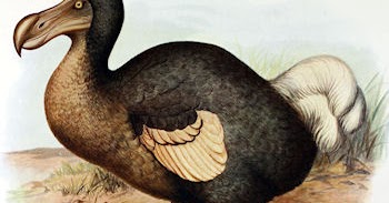 The Presurfer: How Humanity First Killed The Dodo, Then Lost It As Well