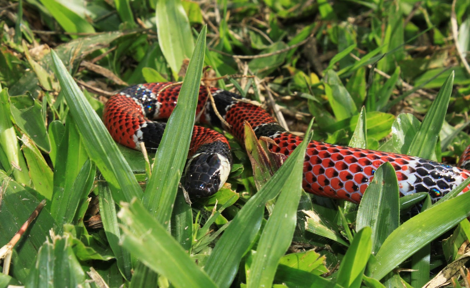 The Ginger Naturalist : July 2013