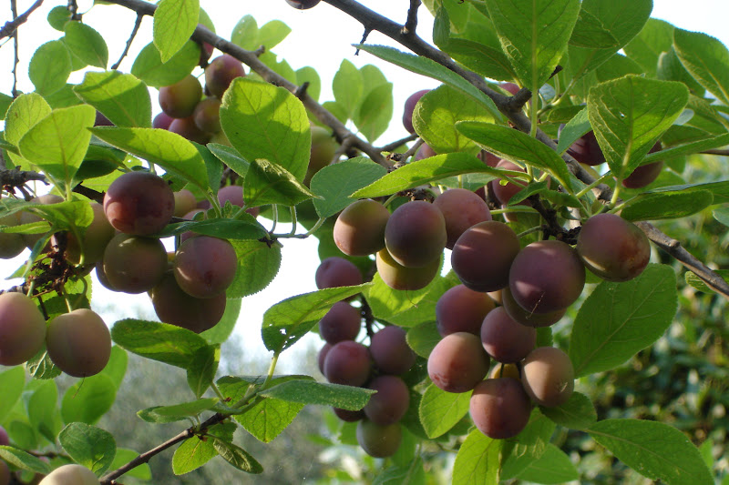 Mary M. Payne: Garden: The Sugar Plum tree